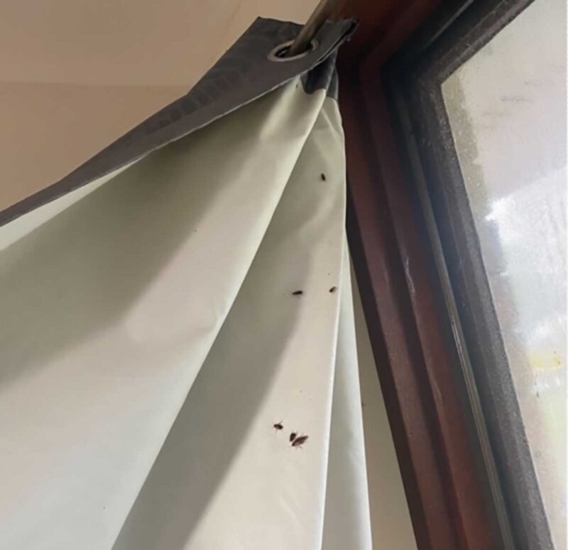 OUR SERVICES - Active Pest Management Ballina